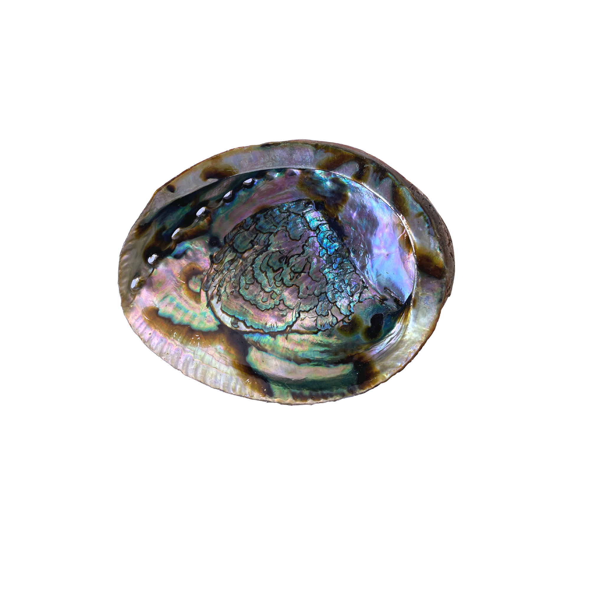 Abalone Shells – Sarimoire Wholesale